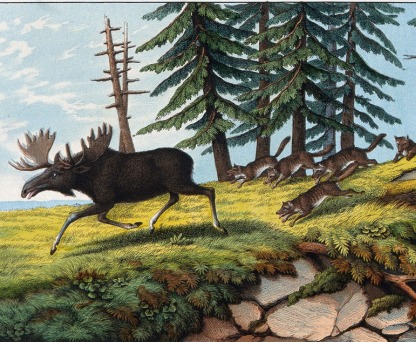 Is One of Biology’s Perennial Themes Ready For a Fresh Look? Alan Love ...